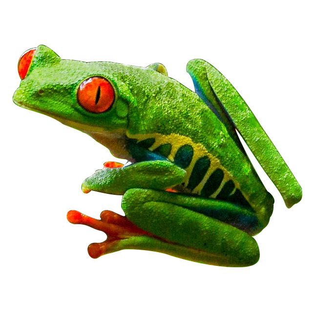 Amphibians - Animals in Danger